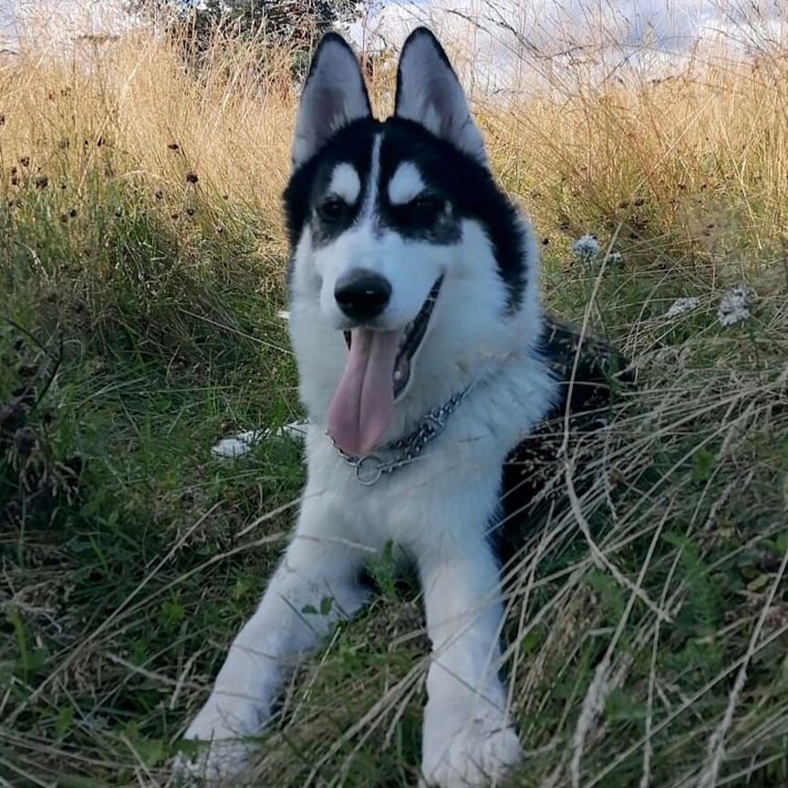 Сибирский хаски, щенок