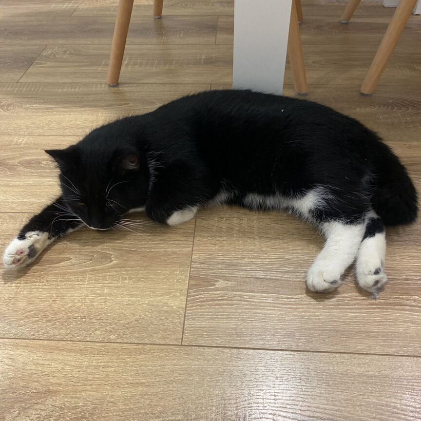 Кот бесплатно