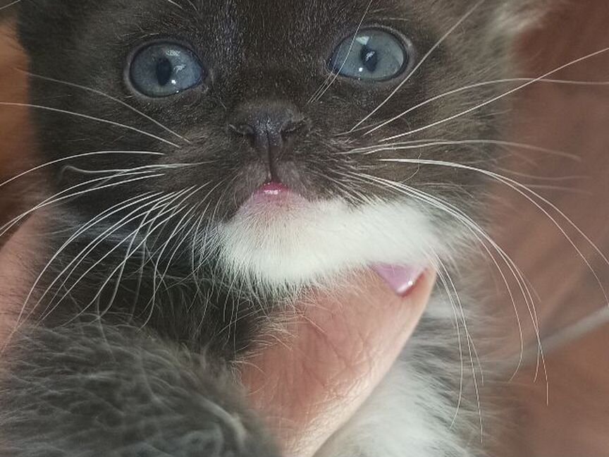 Кошечка в добрые руки