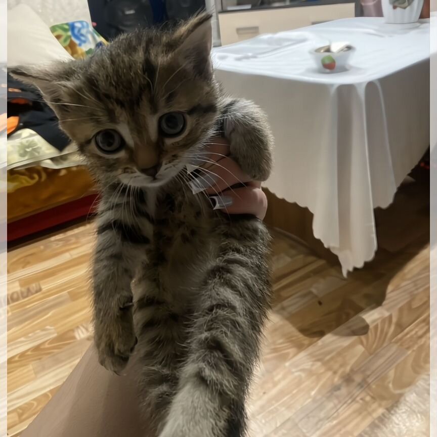 Шотландский вислоухий короткошёрстный котёнок