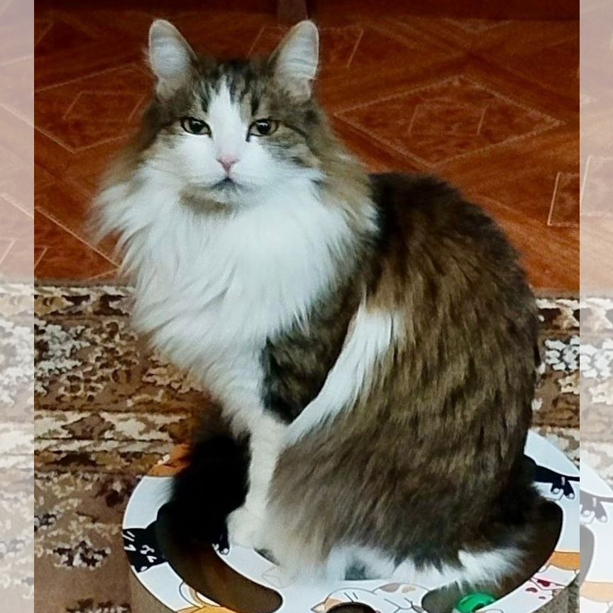 Сибирская, взрослая кошка