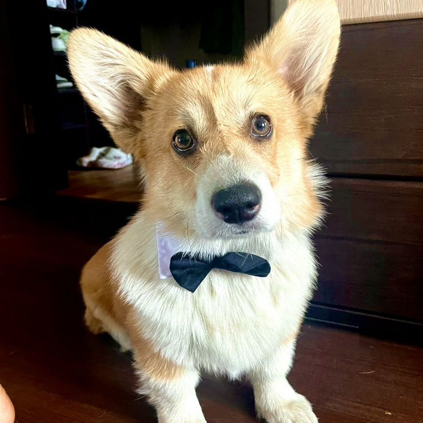 Аксессуары для собак