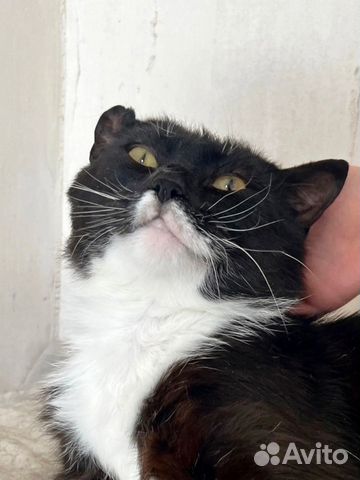 Классный кот наш любимец