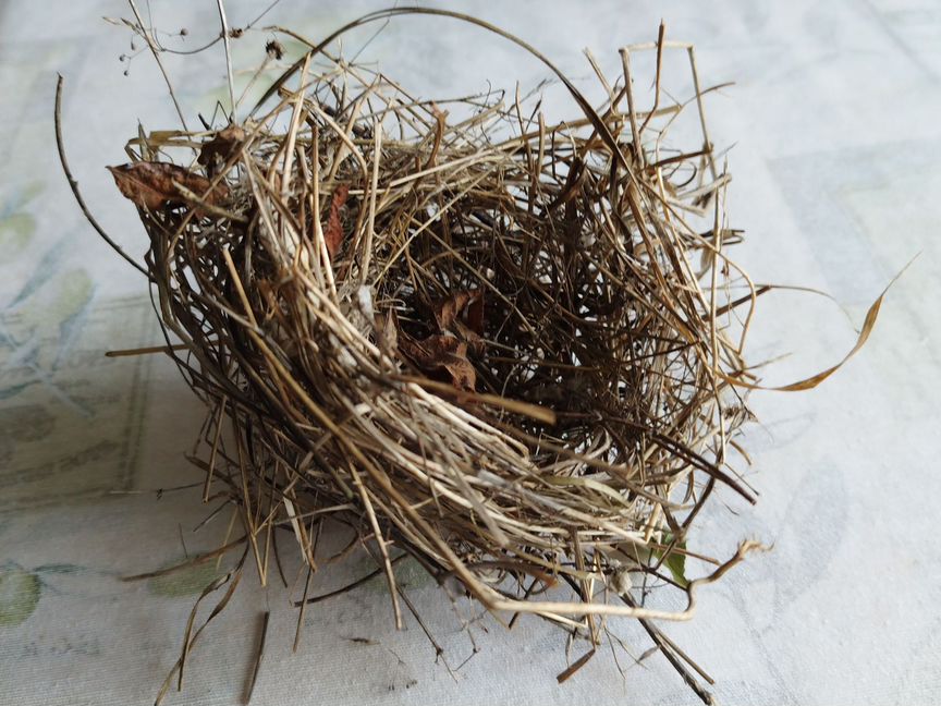 Гнездо птичье маленькое