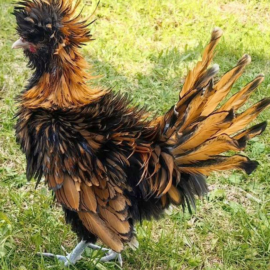 Петух падуан кучерявый