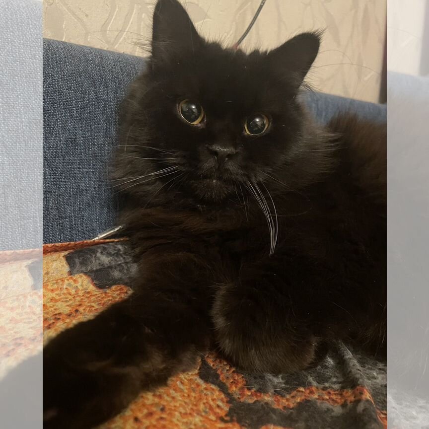 Кошки в добрые руки