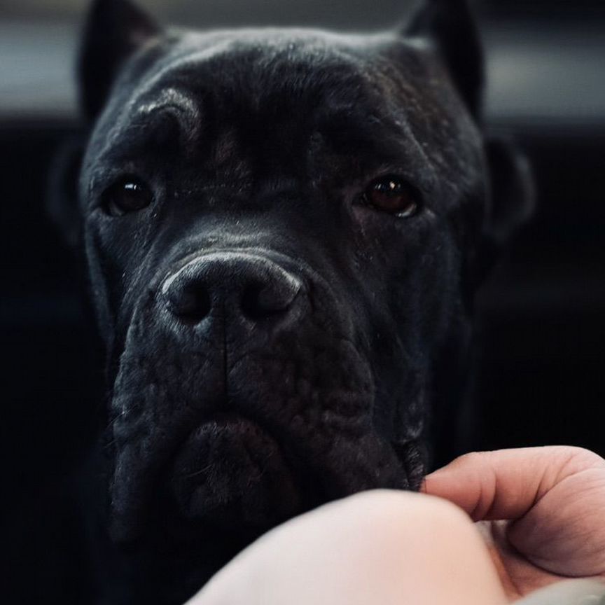 Кане-корсо, щенок