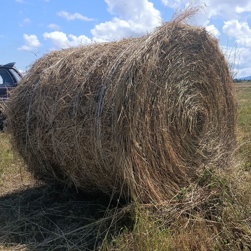 Продам сено в рулонах