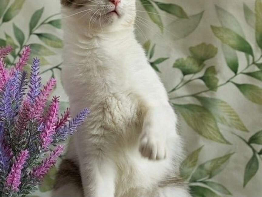 Кот ищет дом