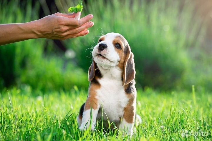 Бигль щенок РКФ