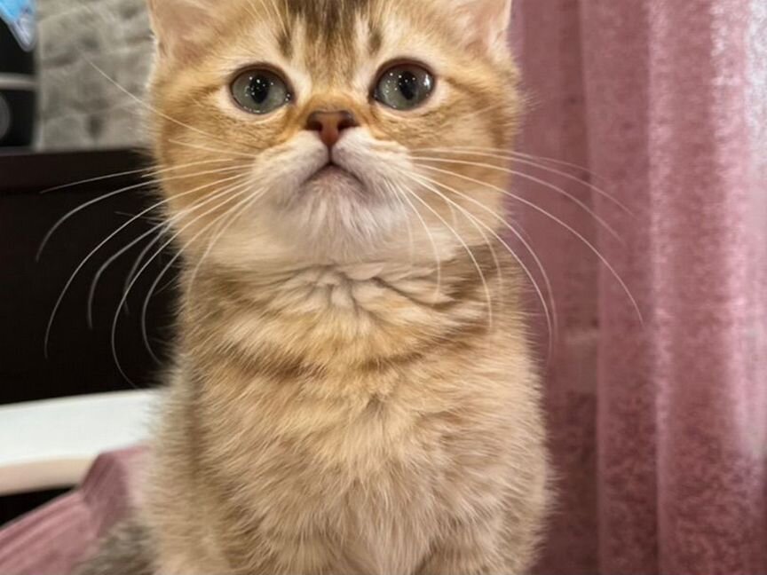 Шоколадный золотой котик