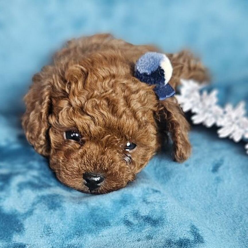 Той-пудель, щенок