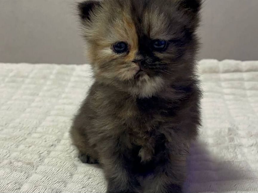 Экзотические котята