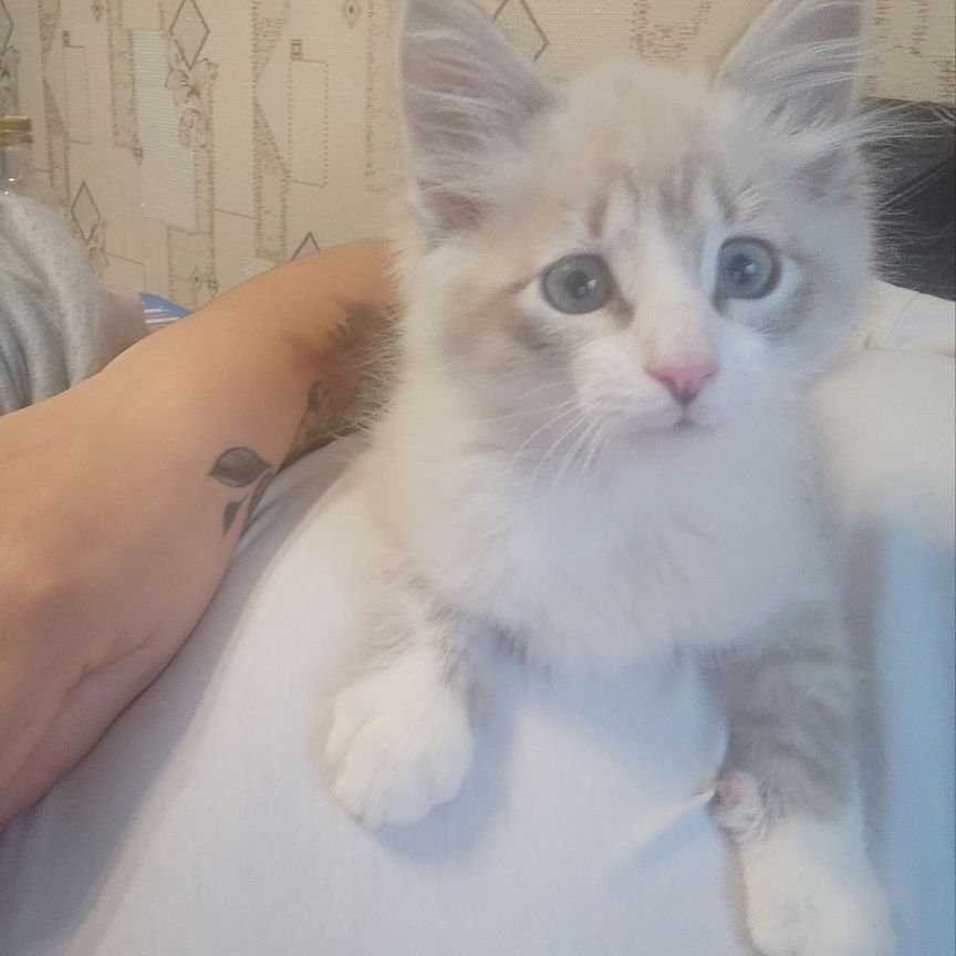 Отдам в добрые руки котёнка