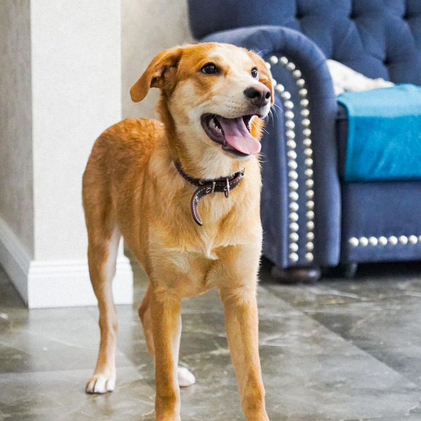 Красивый щен-подросток ищет дом