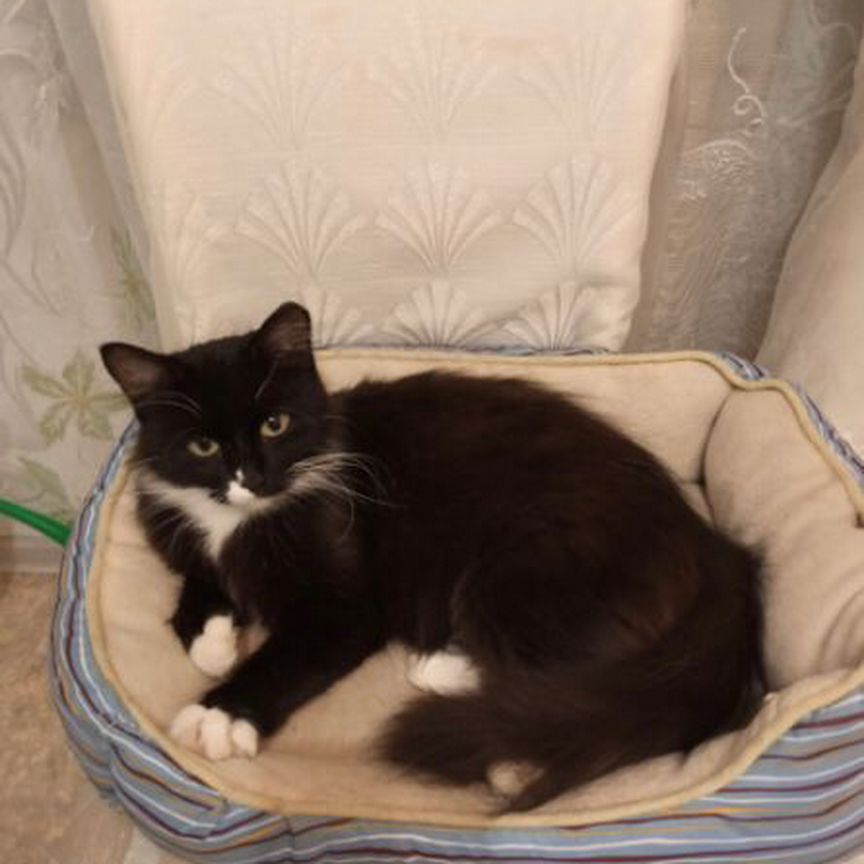 Кошечка ищет временную передержку