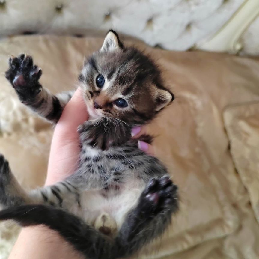 Котята бесплатно