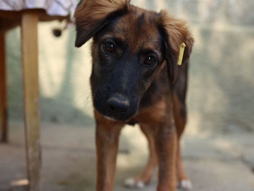Щенок подросток в добрые руки