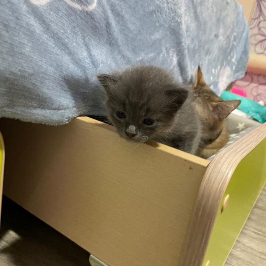 Отдам котят