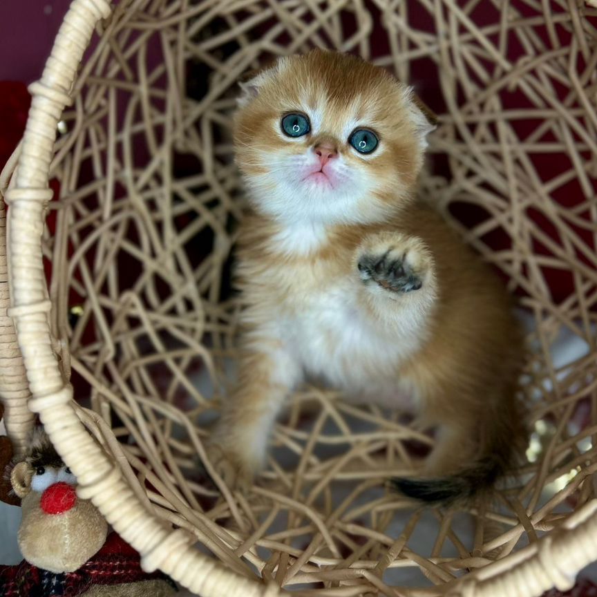 Шотландский прямоухий короткошёрстный котёнок