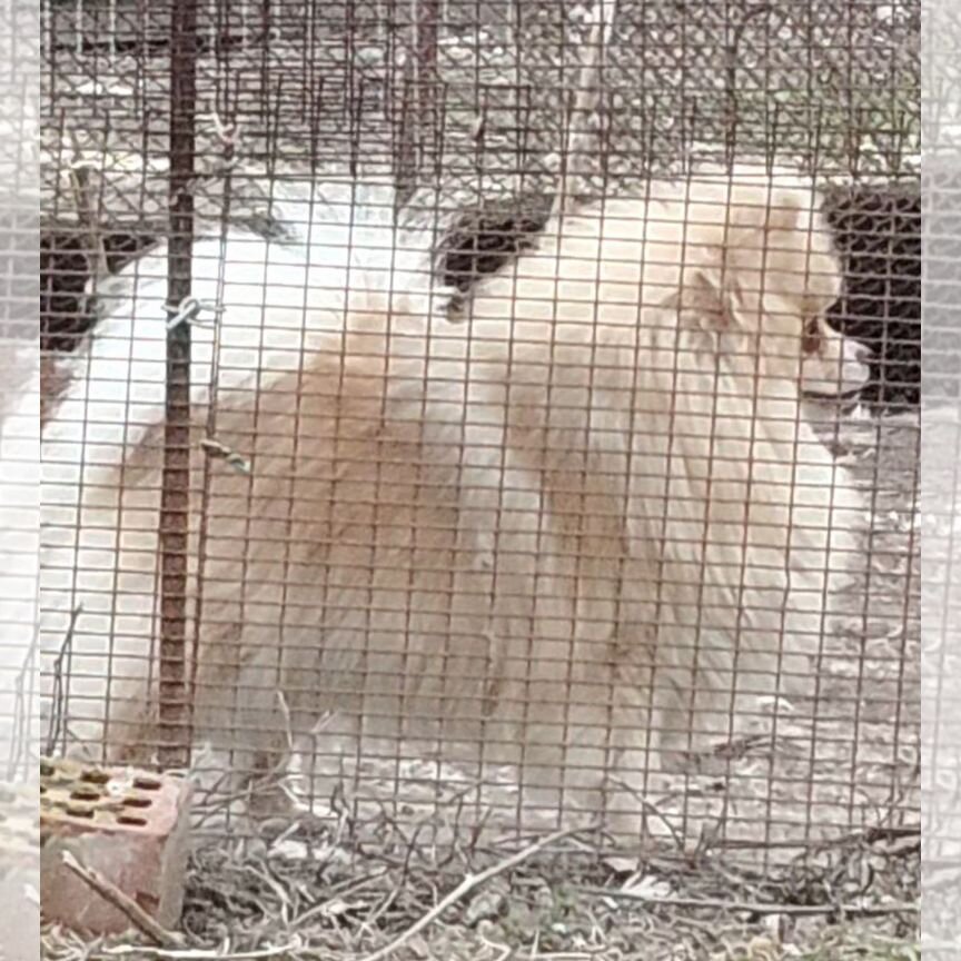 Померанский шпиц, взрослая собака