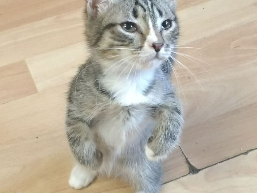 Кошка
