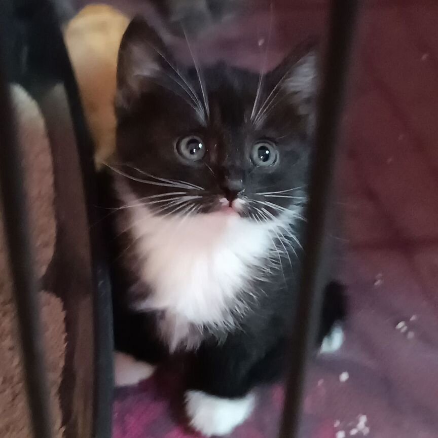 Котёнок в добрые руки