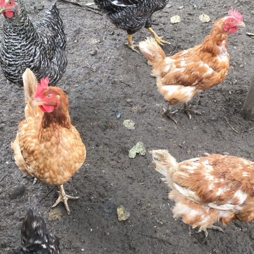 Куры несушки