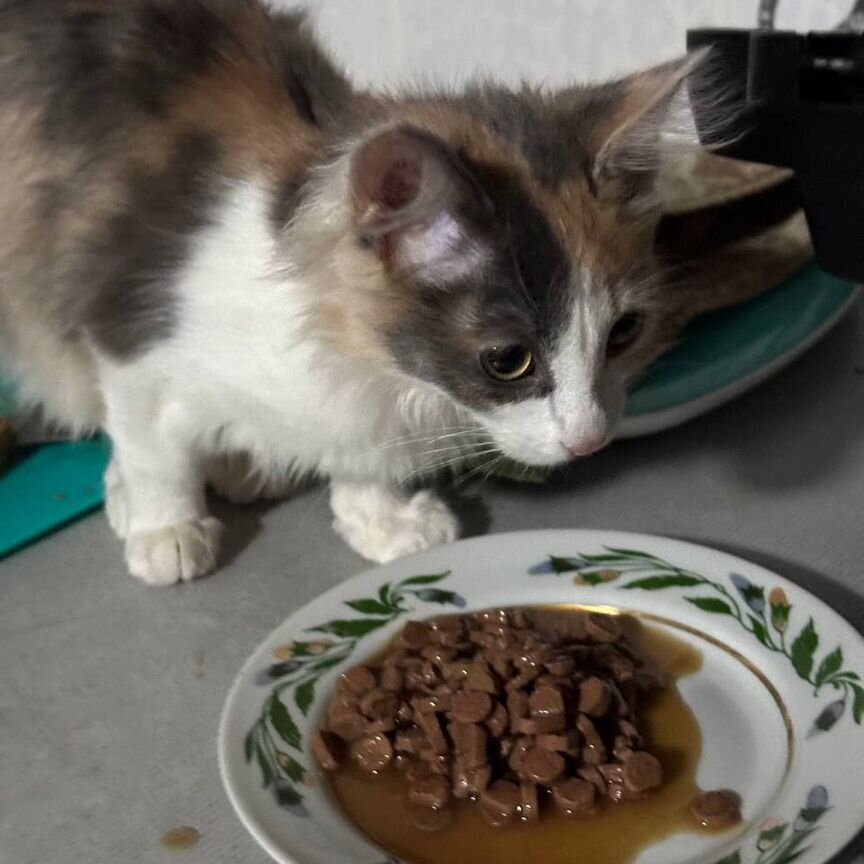 Кошки в добрые руки