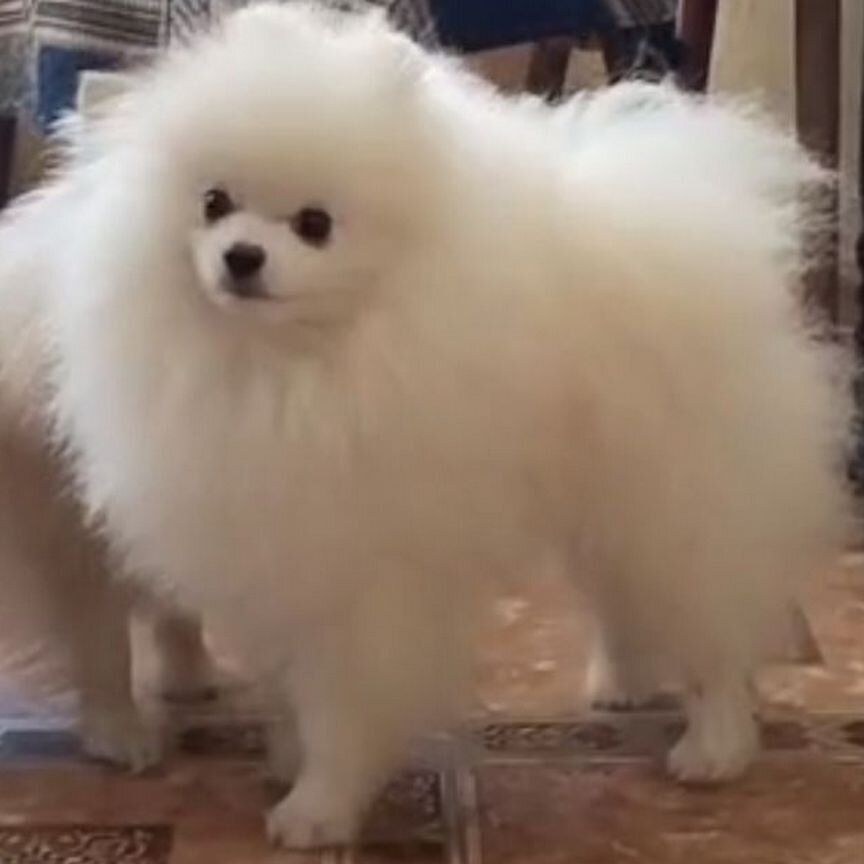 Померанский шпиц, взрослый пёс