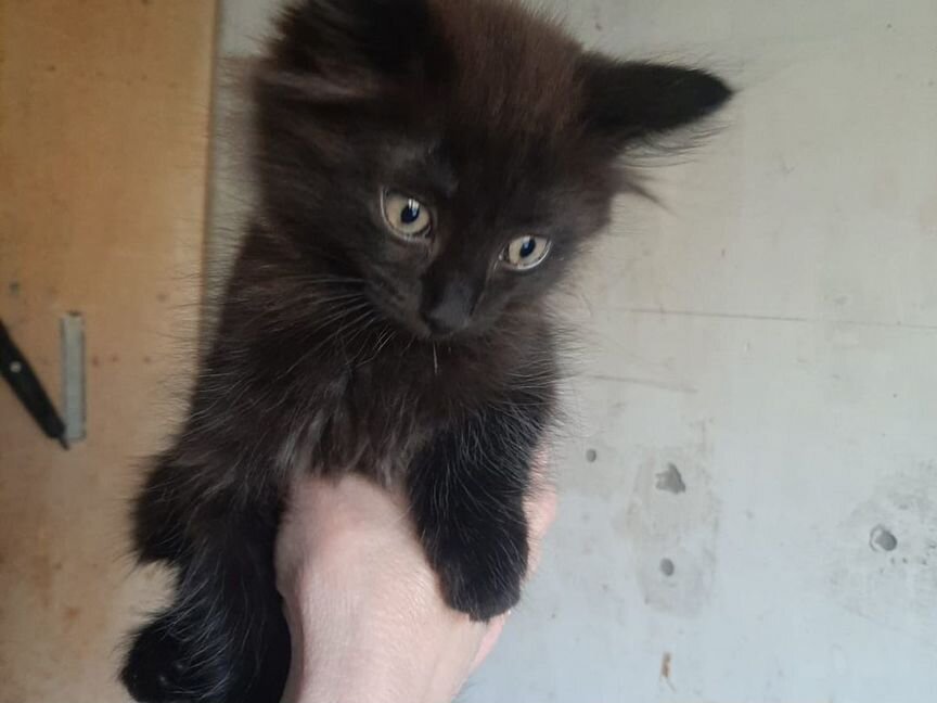 Котята ищут дом