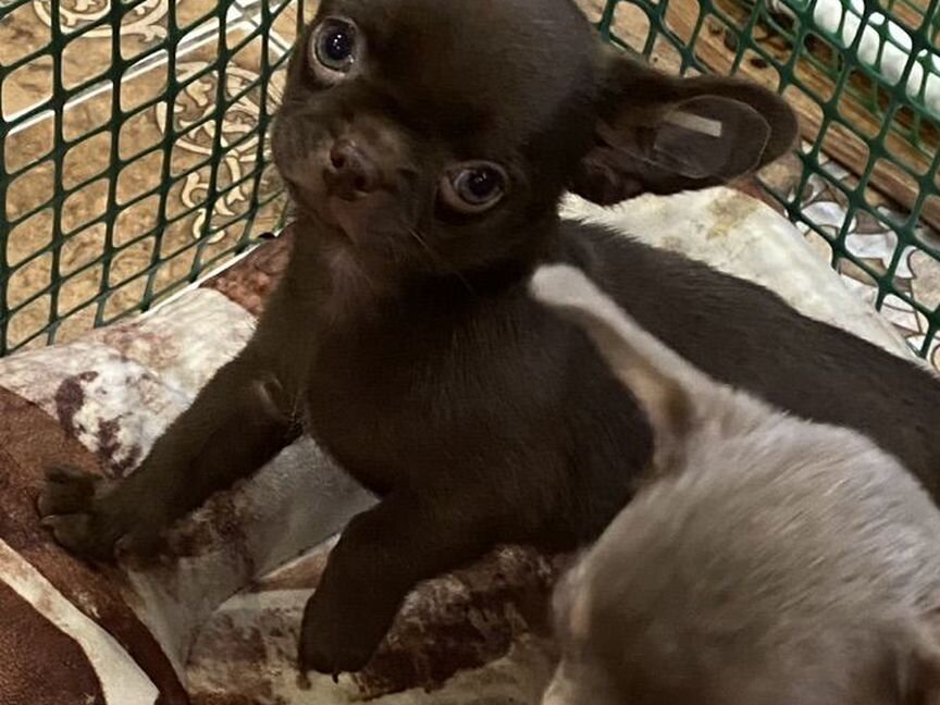 Бебик малыш