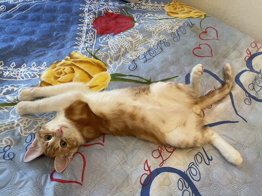 Котенок в добрые руки