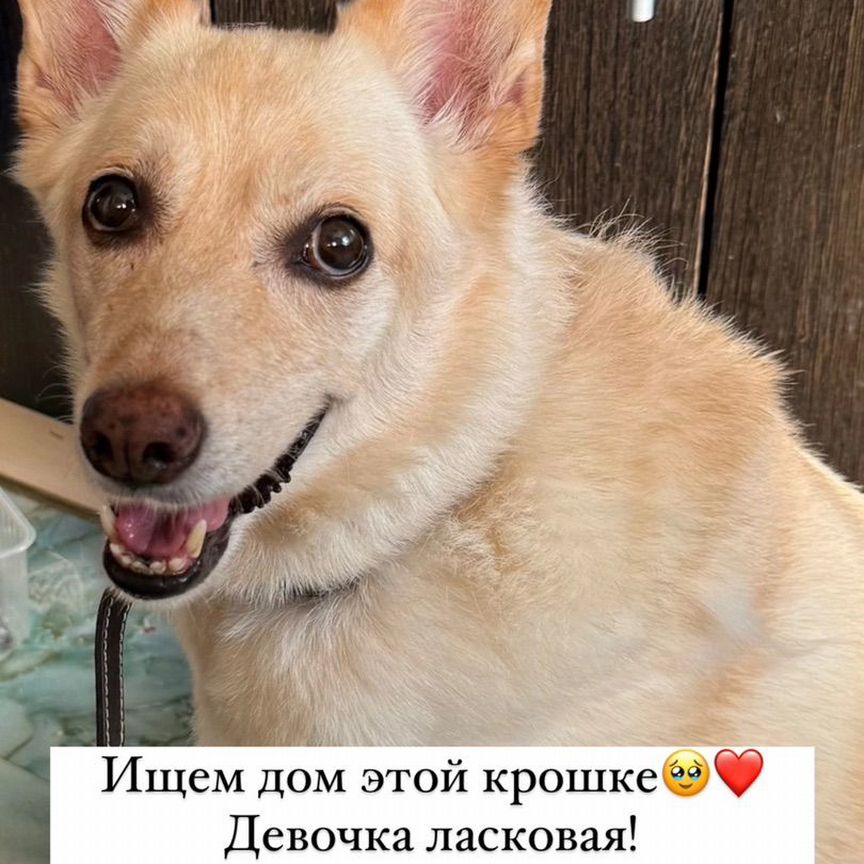 Найда ищет человека