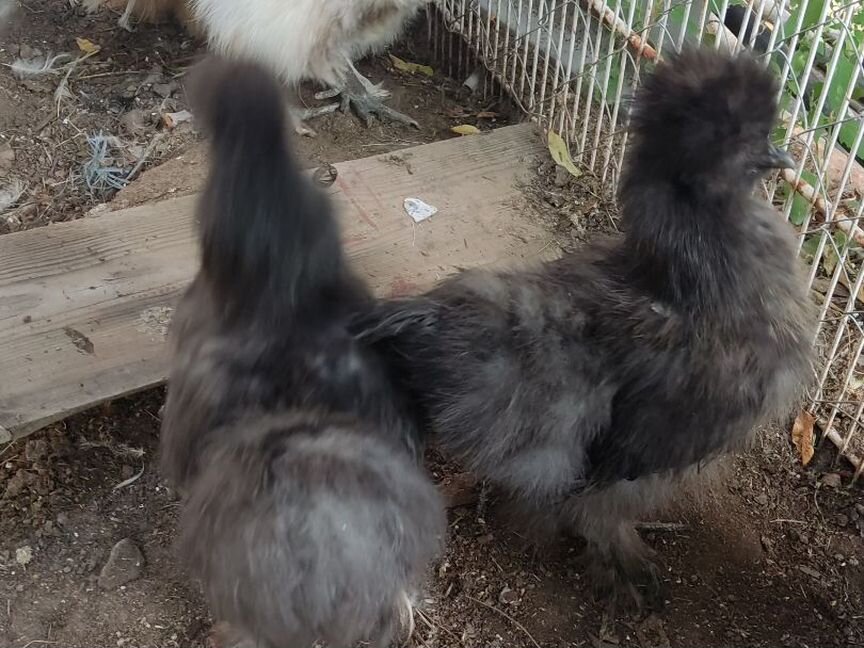 Китайские шелковые куры