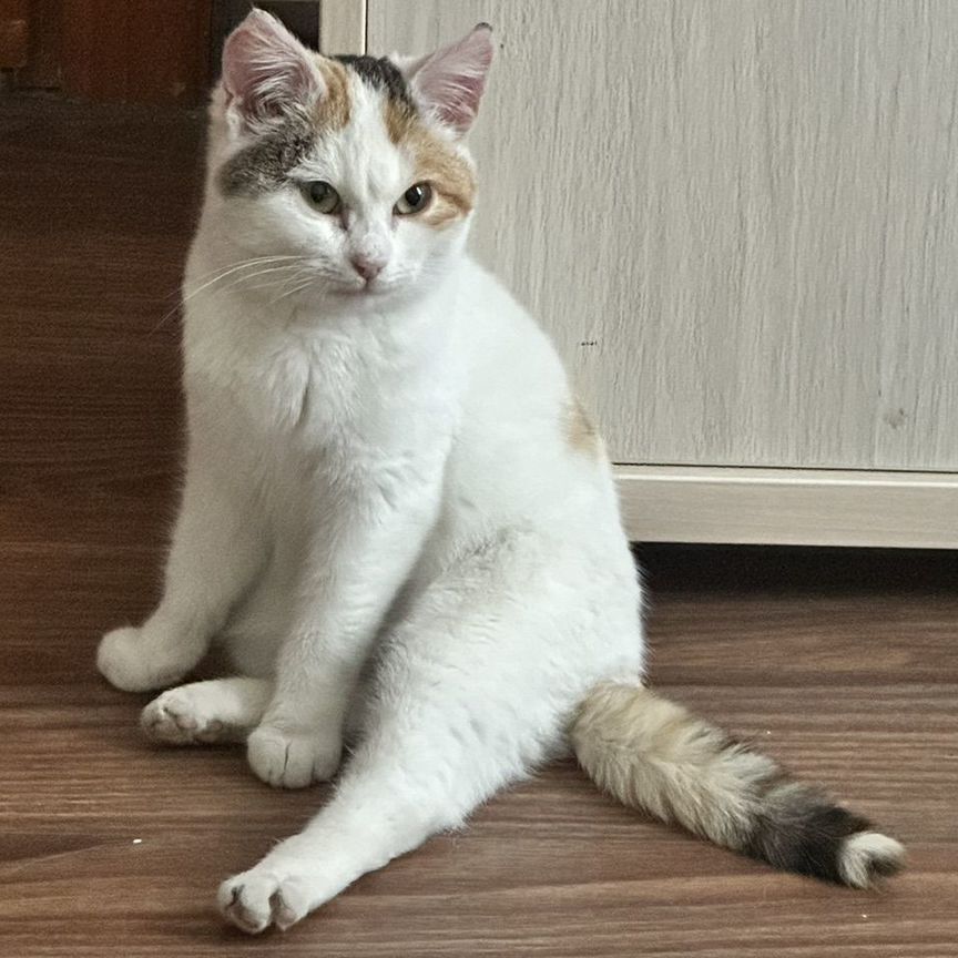 Котенок девочка