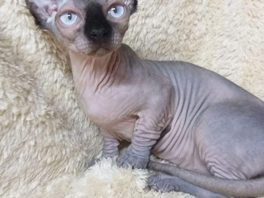 Канадский сфинкс, бамбино с документами