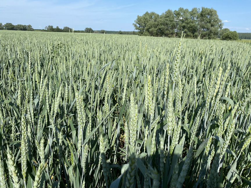 Озимая пшеница