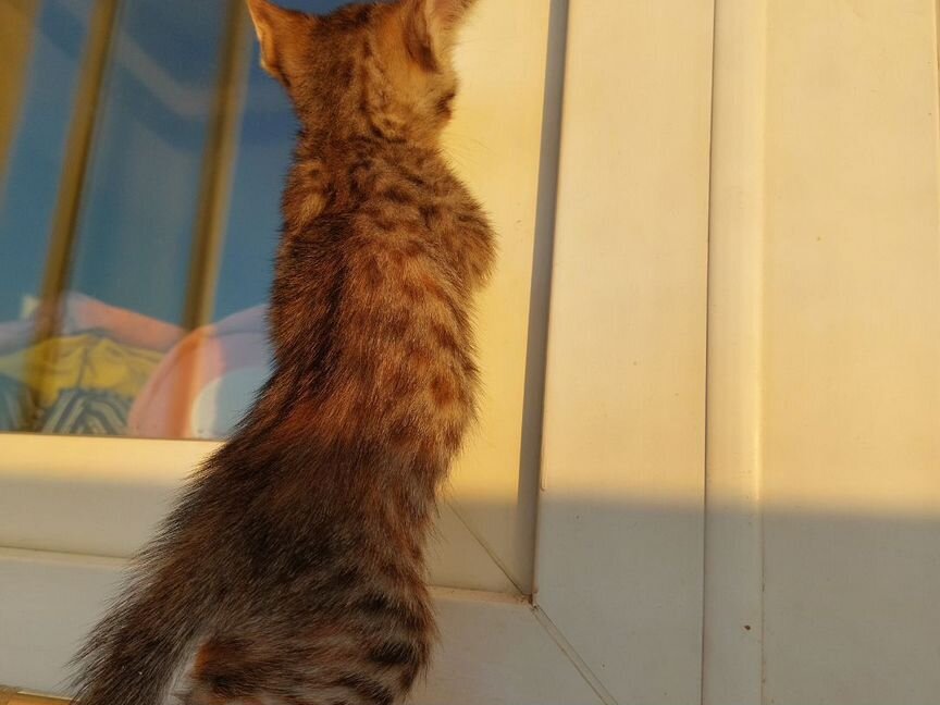 Котята победители)