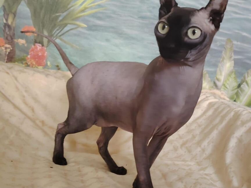 Канадский сфинкс