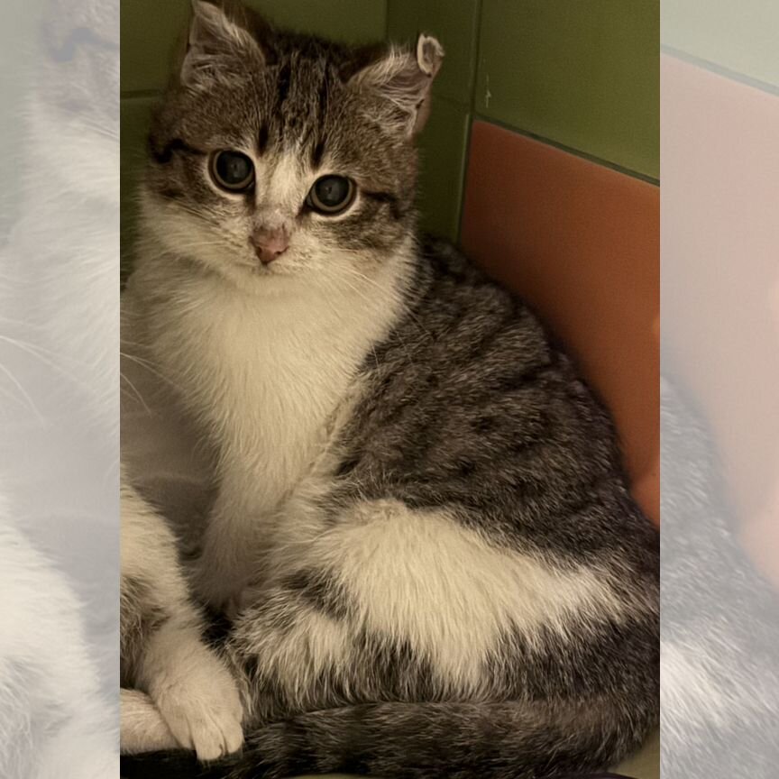 Котёнок в добрые руки