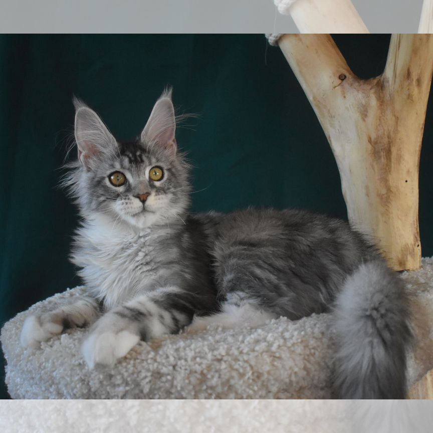 Мейн-кун котёнок