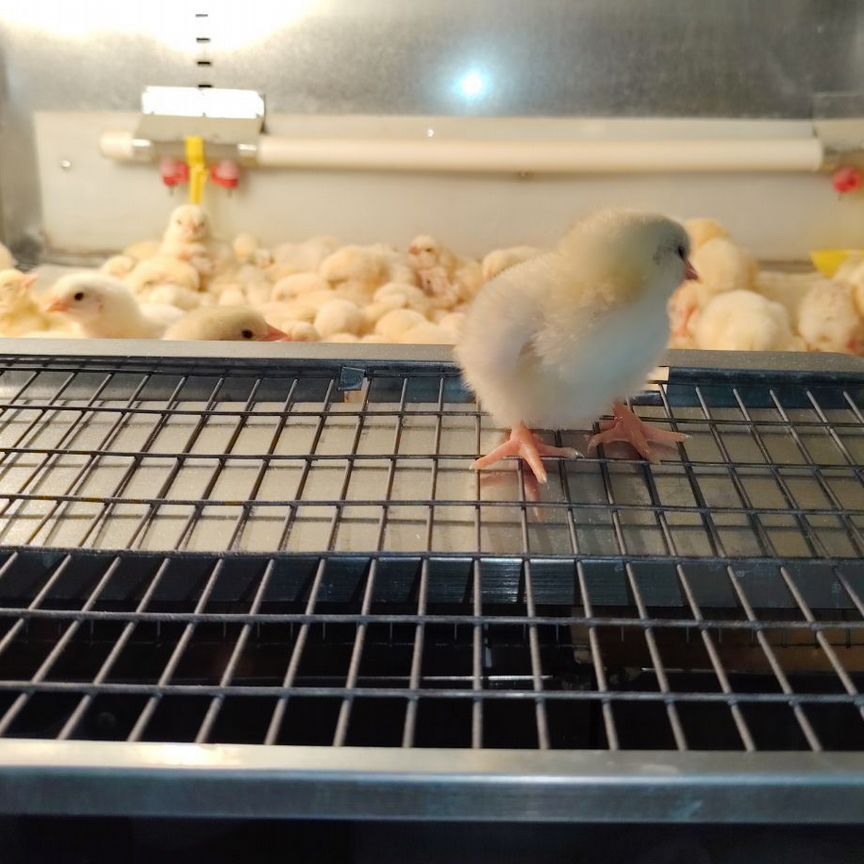 Продаю цыплят бройлеров