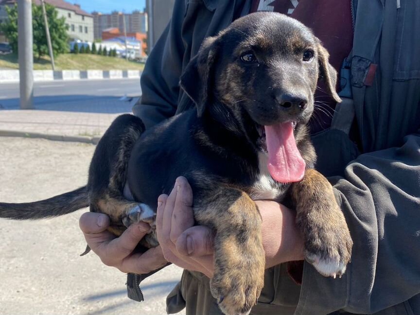 Собака в добрые руки отдам бесплатно