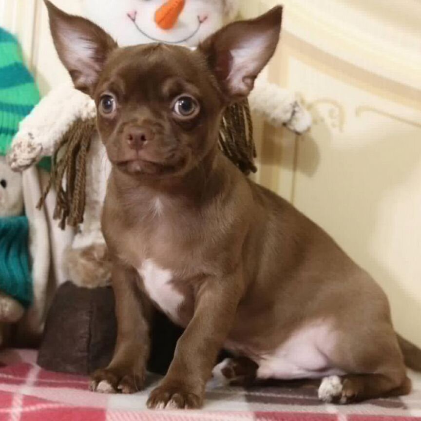 Чихуахуа, щенок