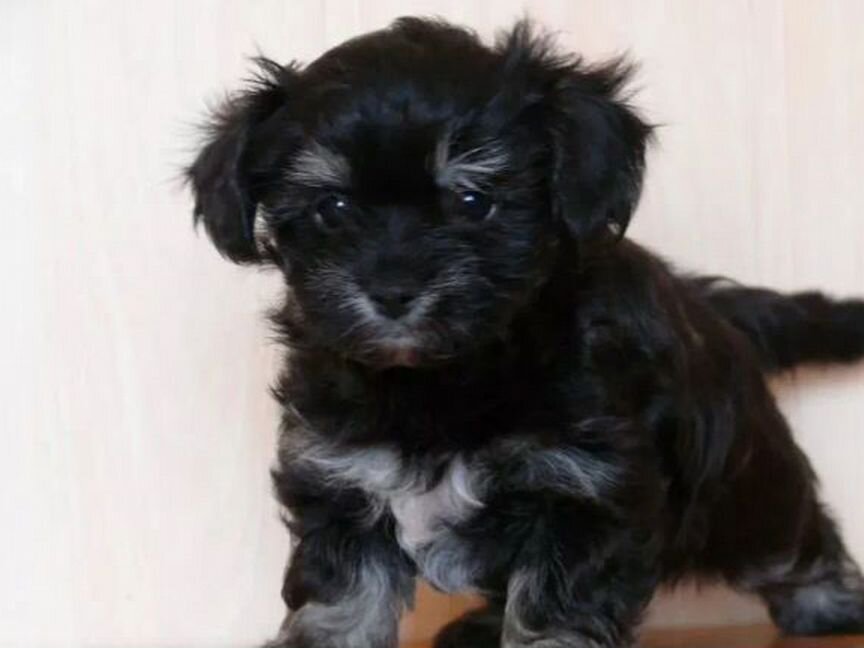 В добрые руки болонка