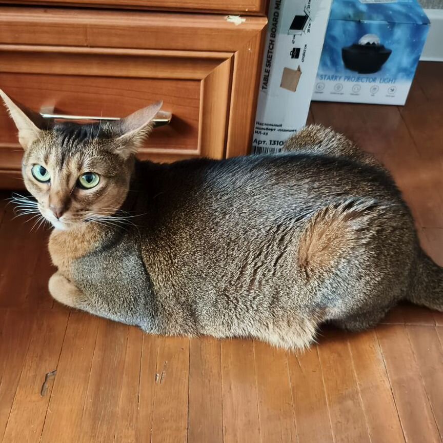 Отдам в добрые руки кошку абиссинская порода