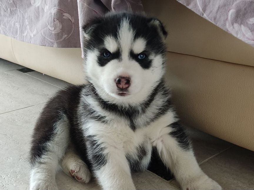 Щенок хаски
