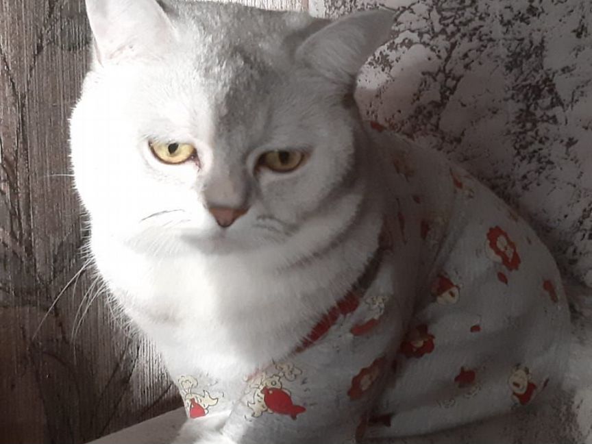 Серебристая шиншила. Вязка