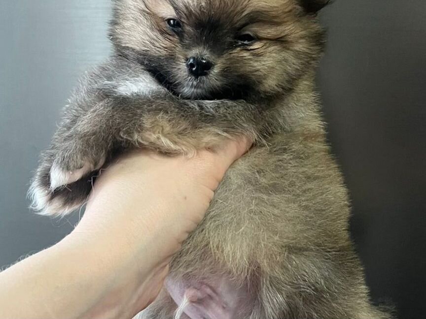 Померанский шпиц